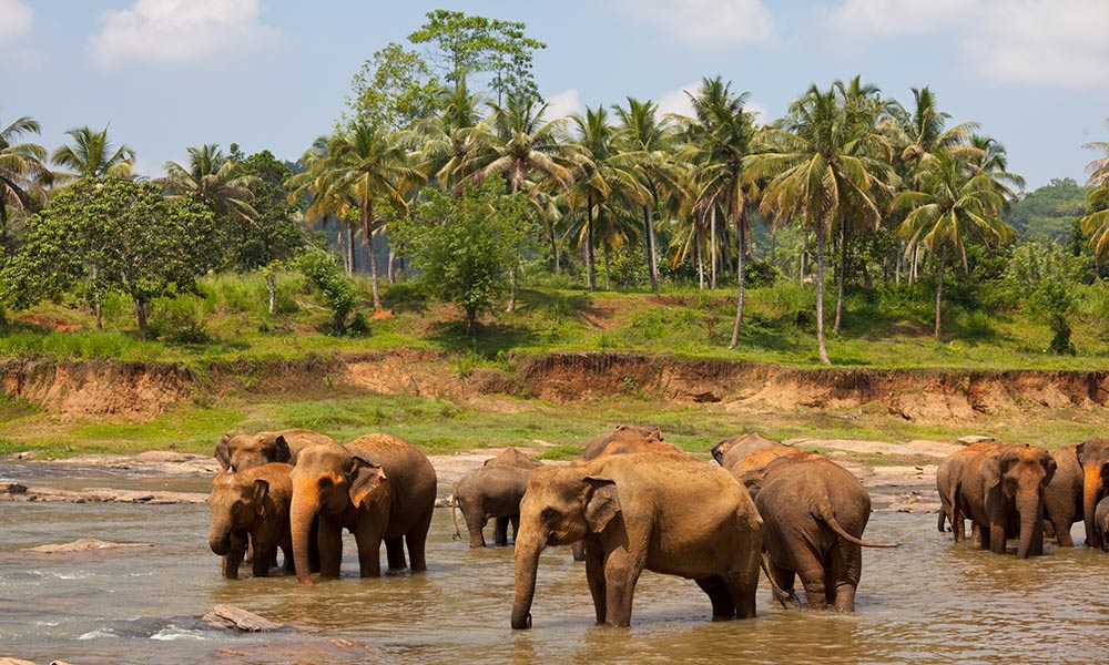 Srilankan Tour Package – Kandy- Colombo – Oriental Holidays